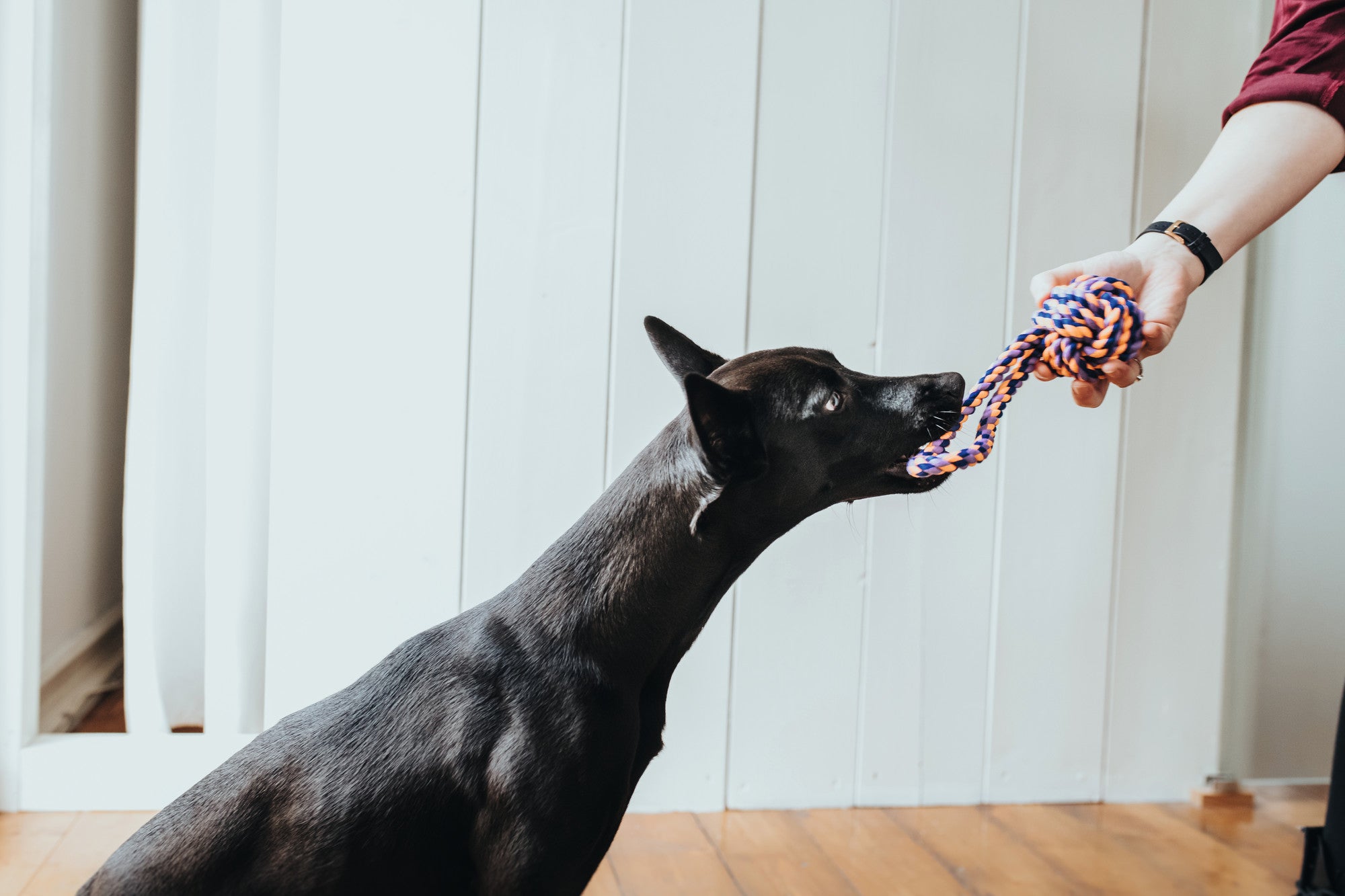 Unleash the Fun: Exploring Canine Activities – Hunter Pet Store