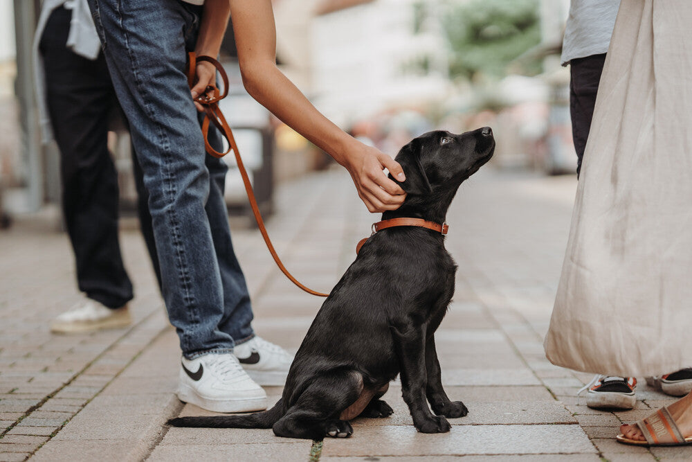 Why should we take the dogs out? – Hunter Pet Store